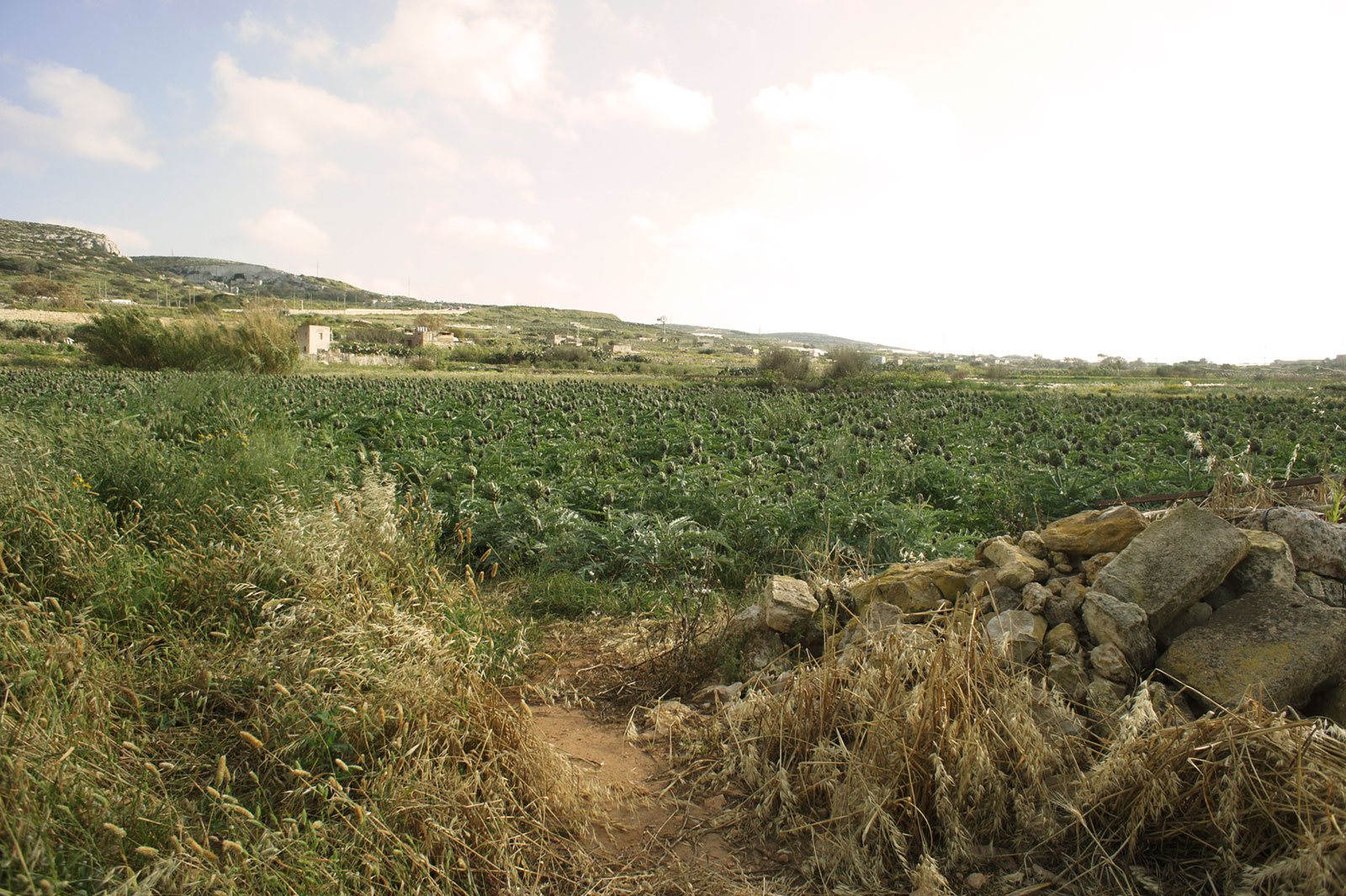 Malta - Flora - Greenchange