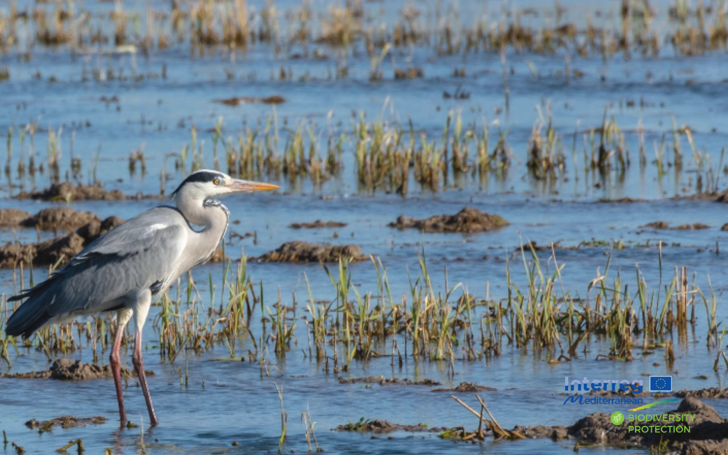 "Healthy wetlands: our best natural answer to the biodiversity", the ...