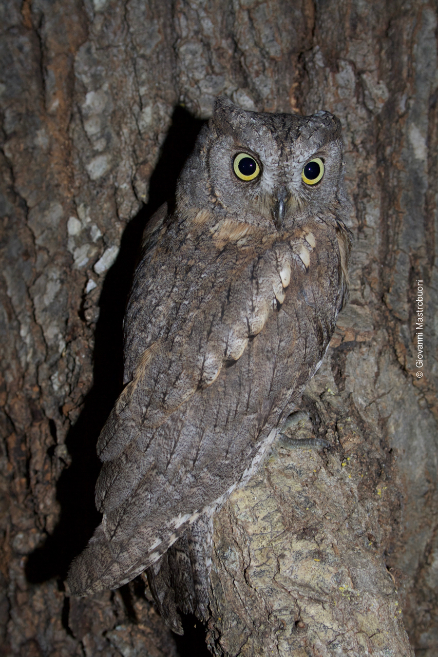 Tornano gli assioli sulla Pianura pontina - Greenchange
